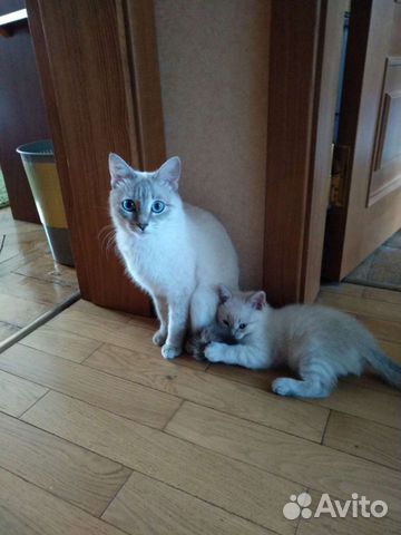 Тайский котенок