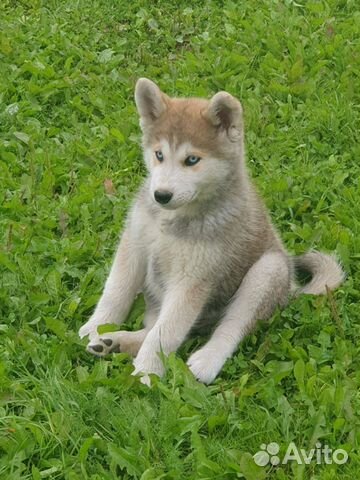 Продаю щенка