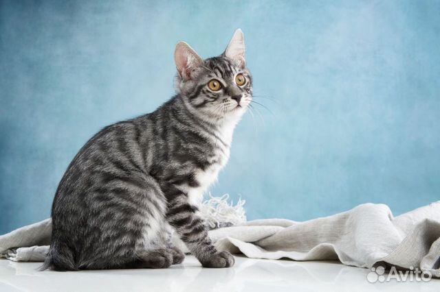 Клубный котёнок курилец от заводчика