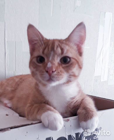 Котик-подросток 5,5 мес