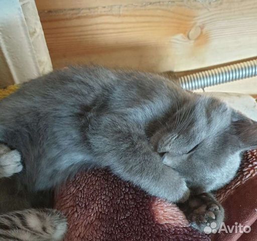 Котёнок серенький, бесплатно привезём его к вам