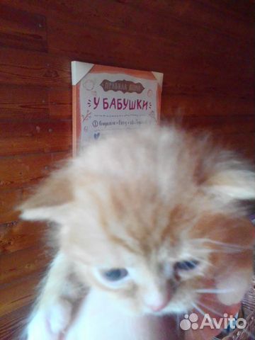 Рыжий котеночек