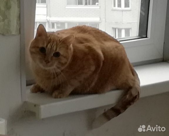 Домашние кошки, в хорошие руки