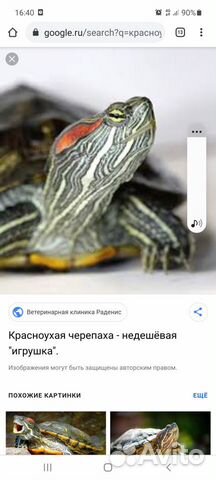 Красноухая водяная черепаха