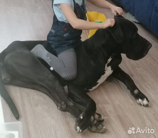 Немецкий дог в добрые руки