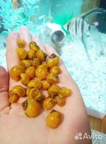 Улитки ампулярии