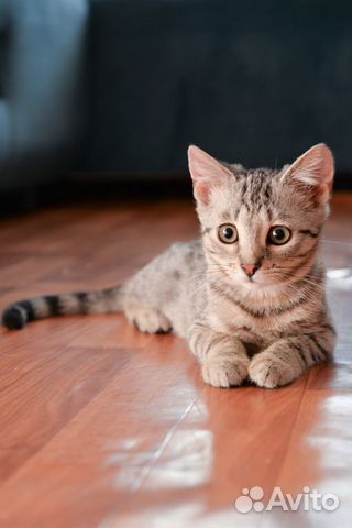 Игривая красивая котенок девочка