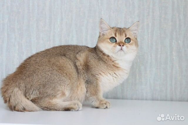 4 кота золотая шиншилла