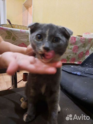 Веслоухая кошка