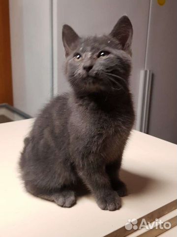 Котенок мальчик русской голубой 2мес в дар