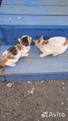 Котята отдам в хорошие руки, 2 котенка, очень ласк