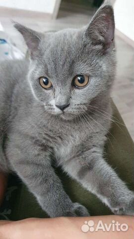 Британский котенок