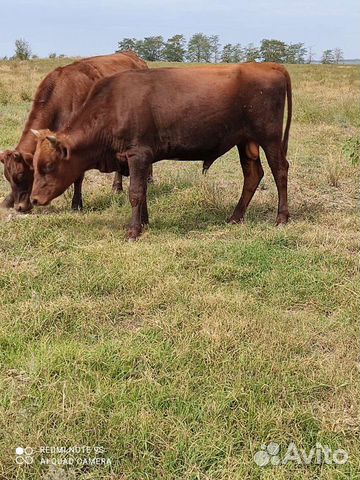 Бычки и быки