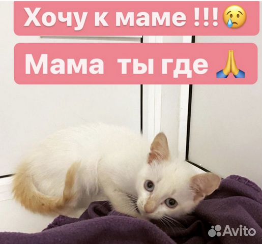 Голубоглазый котенок Симон 2 месяца в дар