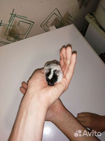 Сирийский хомяк