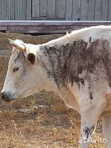 Корова и бычок