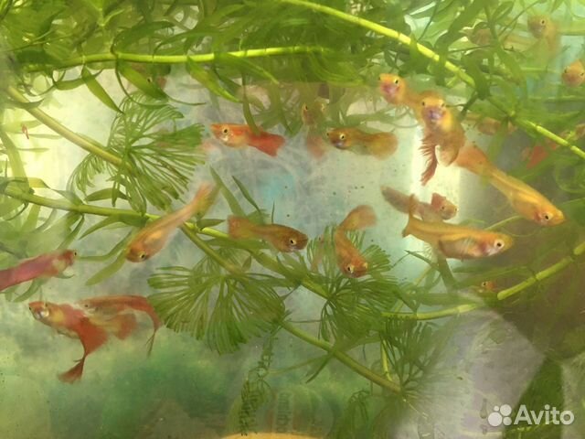 Рыба гуппи и крапчатый сомик