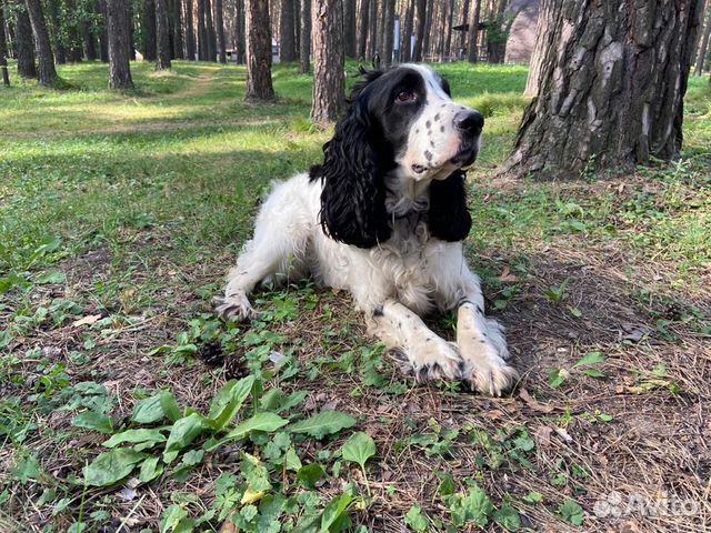 Русский спаниель вязка кабель 2 года