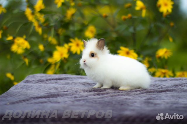 Кролик мальчик львиноголовый карликовый