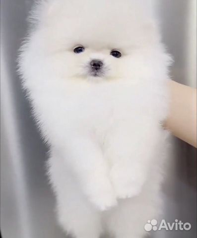 Померанское счастье. Девочка белого окраса