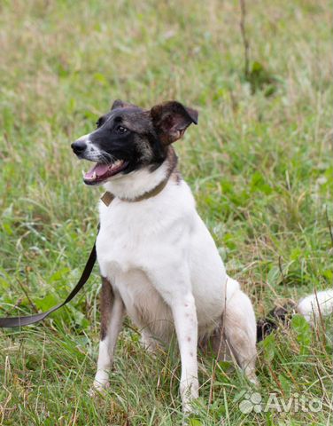 Интеллигентный и дружелюбный Генри ждёт семью в пр