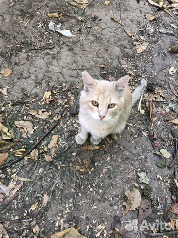 Персиковый котик