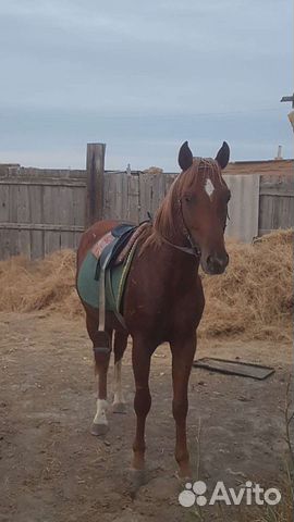 Араб с документами