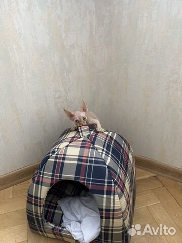 Девон-рекс котенок