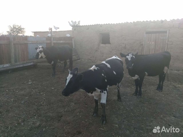 Стальные телки