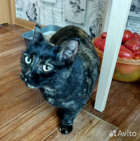 Кошечка разноцветная