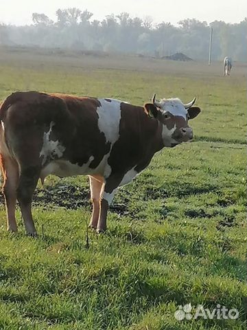 Корова двойная молочная
