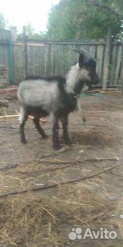 Чешский козел