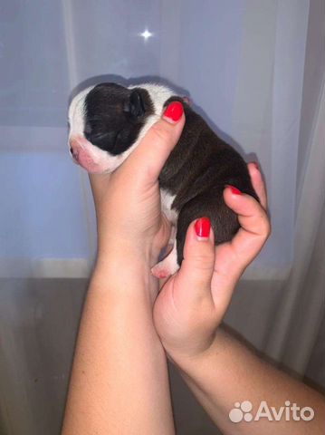 Бостон терьер