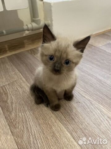 Котята в добрые и надежные руки