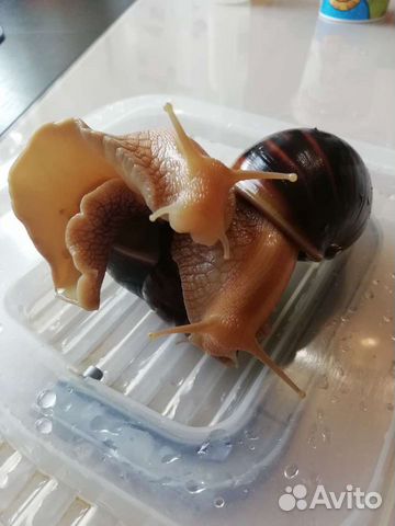 Улитки ахатины бесплатно