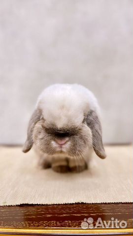 Кролик декоративный miniature lop (минилоп)