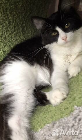 Котёнок