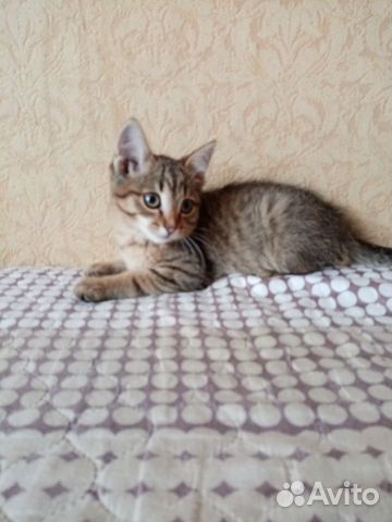 Кот в хорошие руки