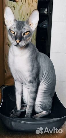 Кошка донского сфинкса с документами о происхожден