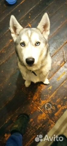 Сибирский хаски