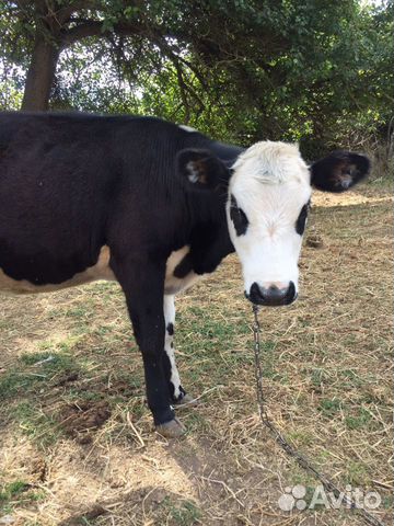 Телята телочки