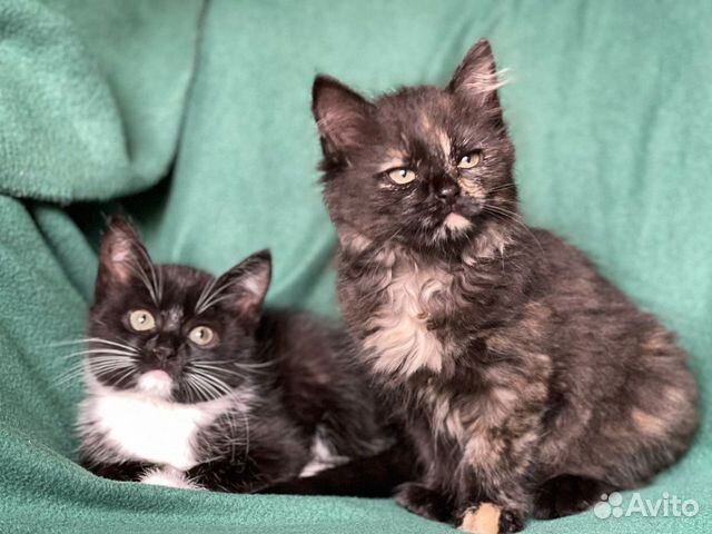 Чудесные котята в дар