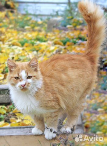 Ярко-огненный пушистик