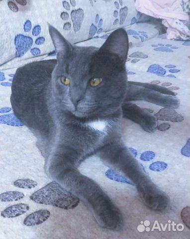 Русский голубой котик