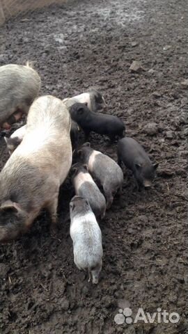 Вьетнамские поросятаи мраморные