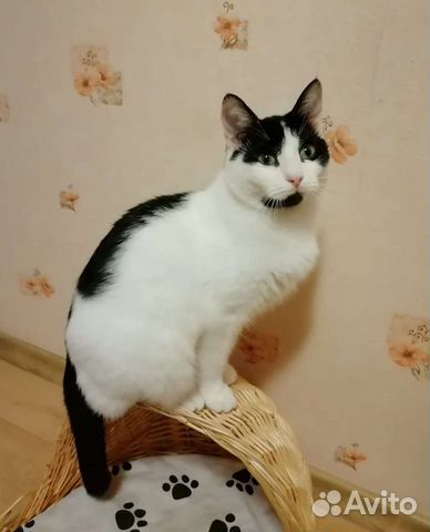 Кот Степашка