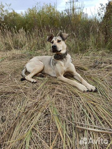 Добрая собака в дар