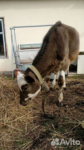 Тёлка 6 месяцев