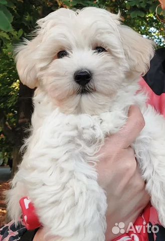 Шикарный малыш Мальтипу