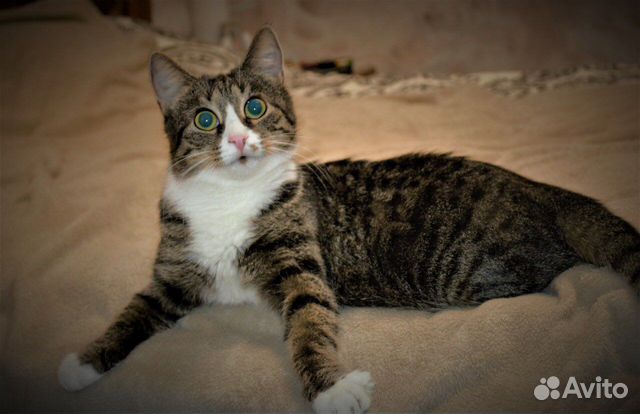 Кошка Эля ждёт свою семью